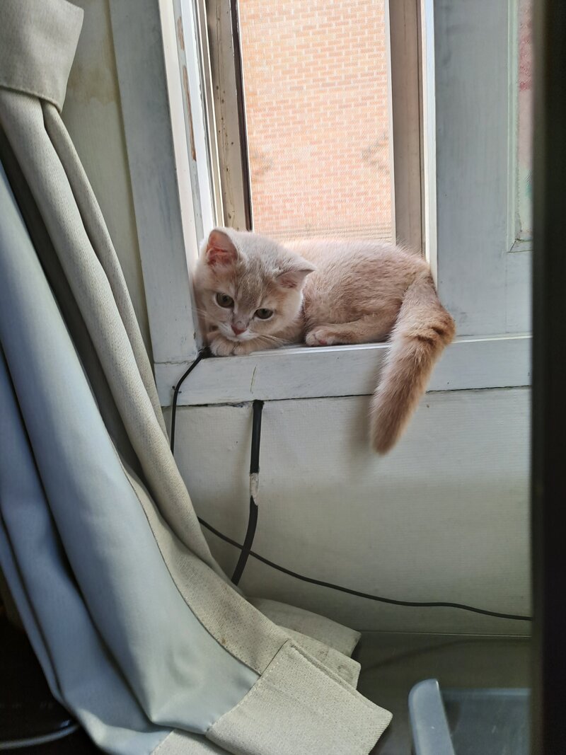 메이플스토리 인벤 우리집 고양이 메이플스토리 인벤 자유게시판