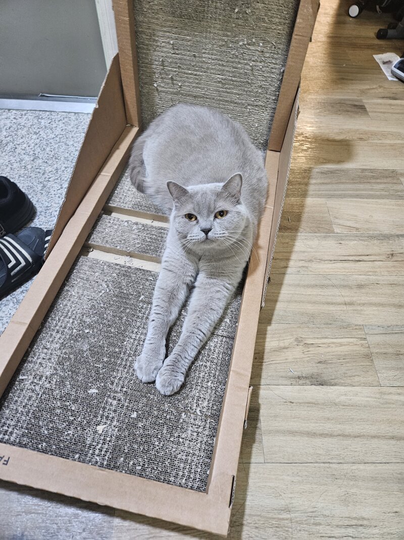 메이플스토리 인벤 나도 울집 짐승들 자랑해야지 메이플스토리 인벤 자유게시판