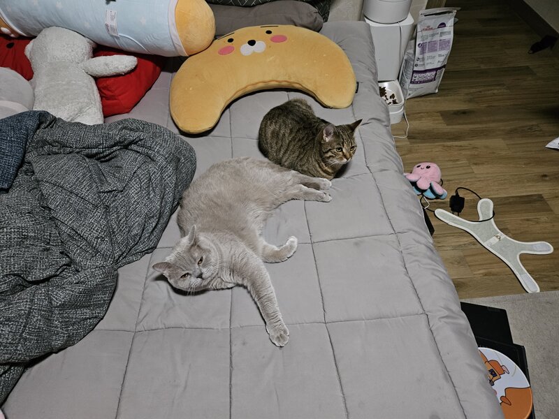 메이플스토리 인벤 나도 울집 짐승들 자랑해야지 메이플스토리 인벤 자유게시판