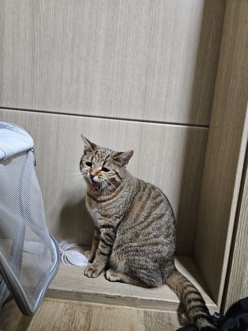 메이플스토리 인벤 울집 냥이들 보고가 메이플스토리 인벤 자유게시판
