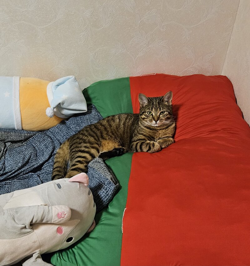 메이플스토리 인벤 울집 냥이들 보고가 메이플스토리 인벤 자유게시판