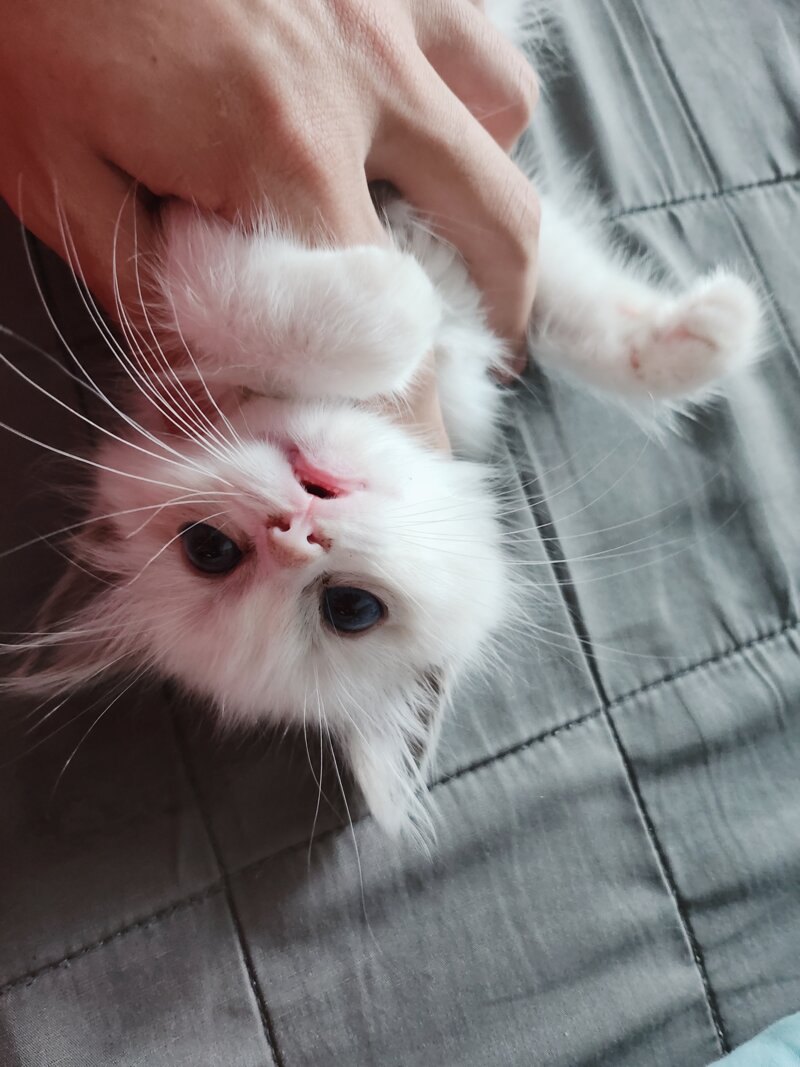 메이플스토리 인벤 울집 고양이 평가좀 메이플스토리 인벤 자유게시판