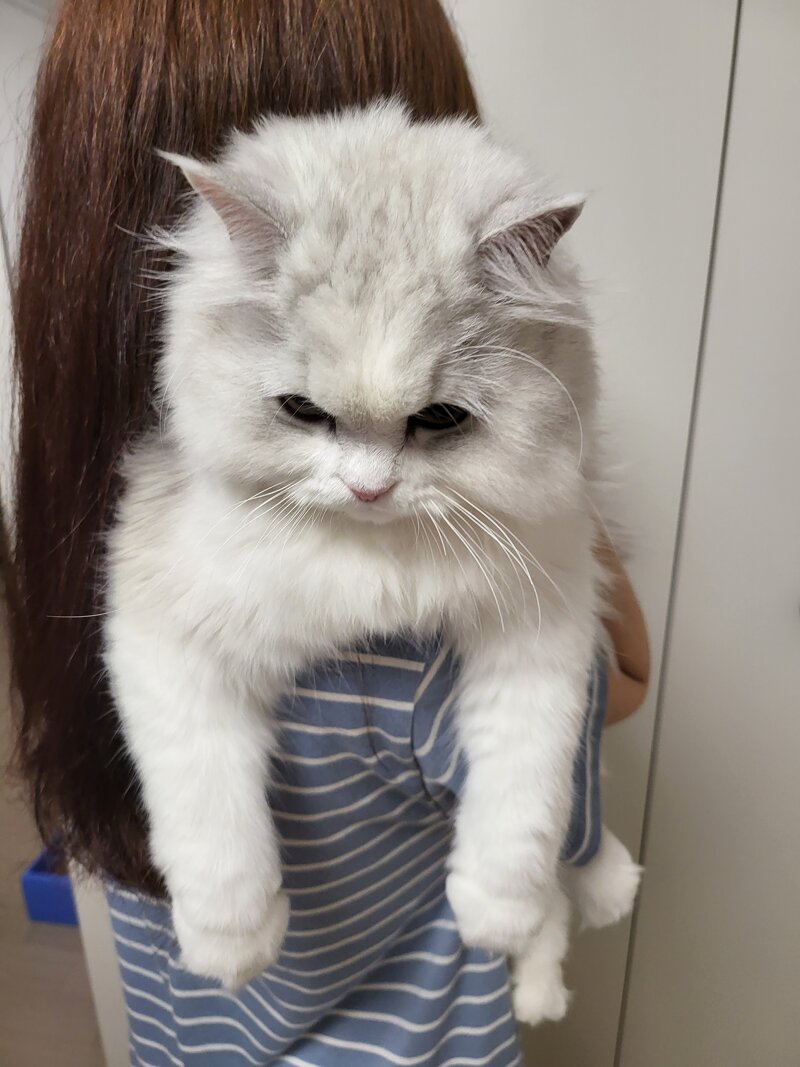 메이플스토리 인벤 ㅠㅠ쇼케보상 메이플스토리 인벤 자유게시판