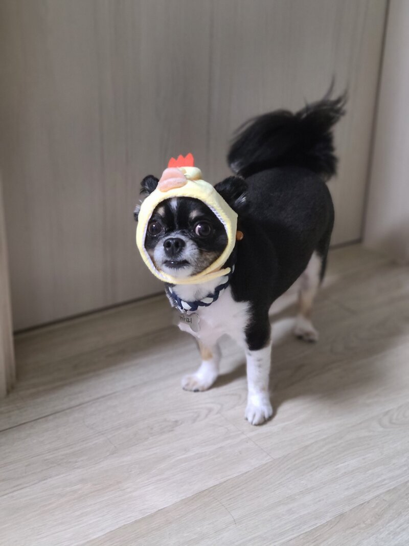 메이플스토리 인벤 생활관 개빡치네 메이플스토리 인벤 자유게시판