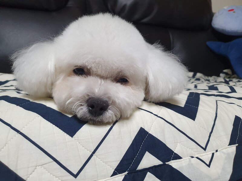 메이플스토리 인벤 강아지 리마스터함 메이플스토리 인벤 자유게시판