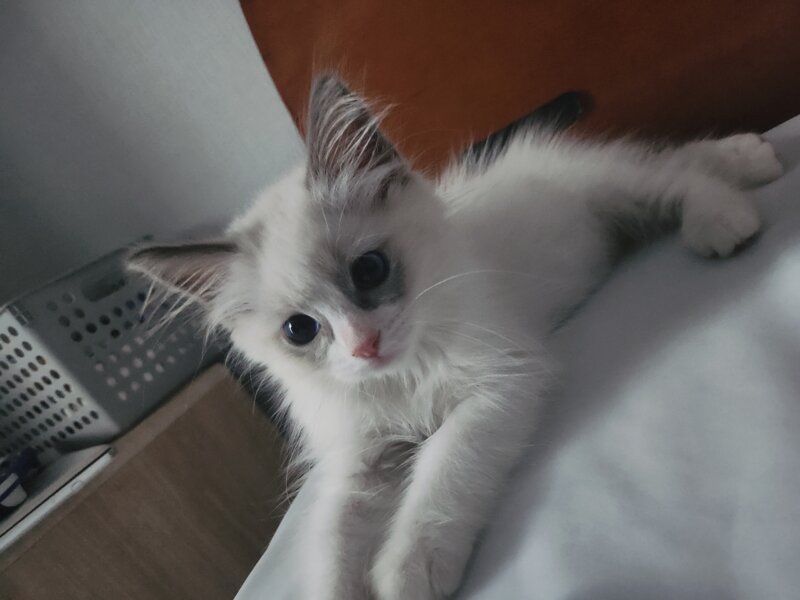 메이플스토리 인벤 울집 고양이 유미닮았다는데 ㄹㅇ임 메이플스토리 인벤 자유게시판