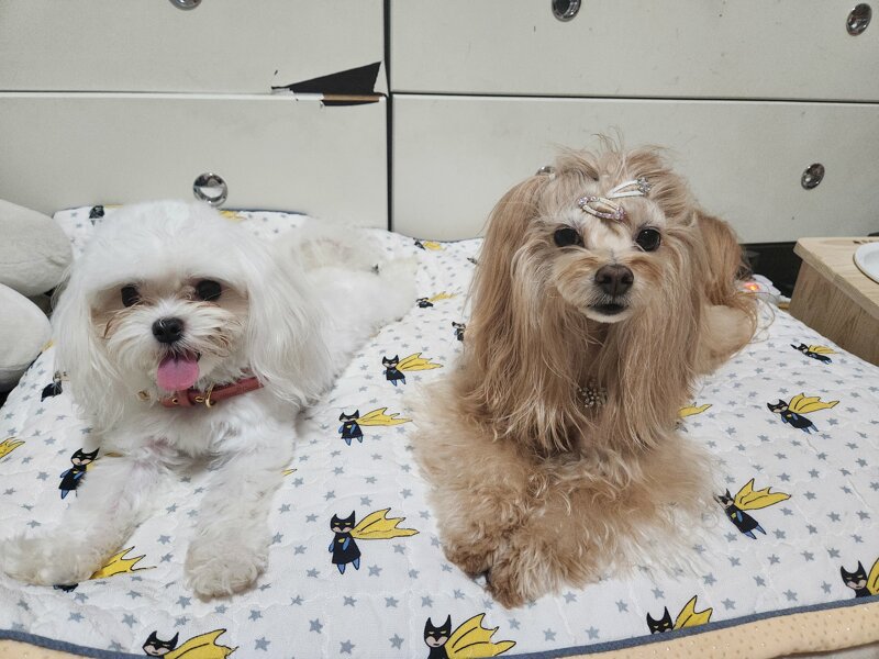 메이플스토리 인벤 우리집 강아지 볼사람 메이플스토리 인벤 자유게시판