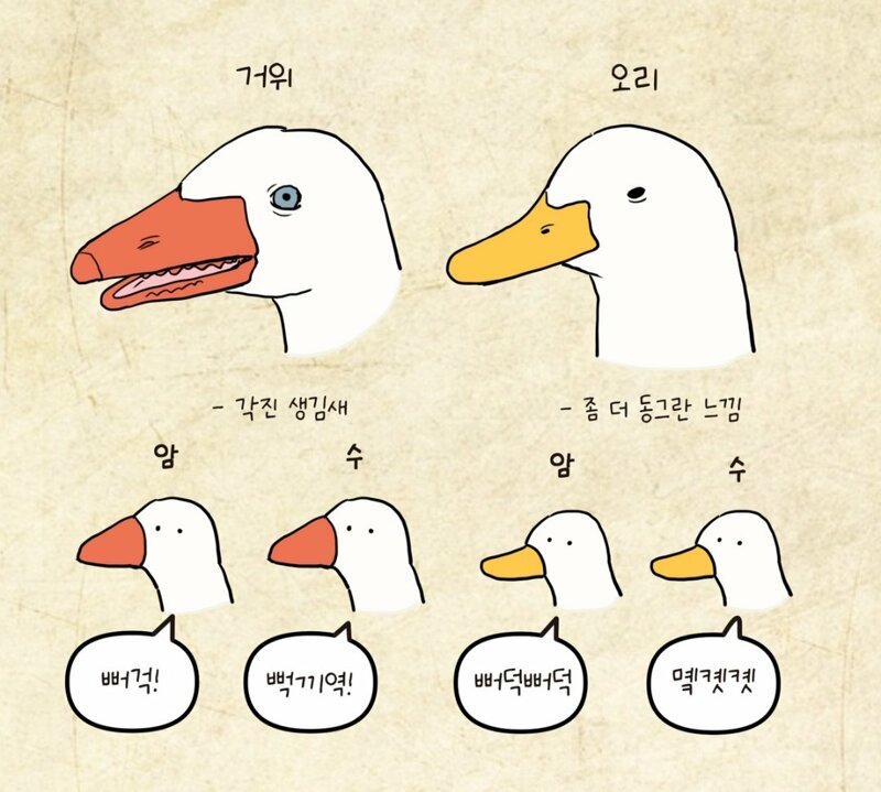 오리와 거위를 구분해 봅시다 오픈이슈갤러리 인벤