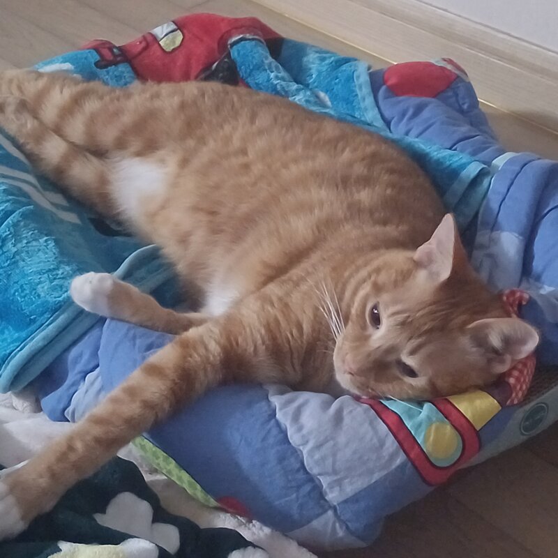 메이플스토리 인벤 지금 고양이 올리면 10추간다고 메이플스토리 인벤 자유게시판