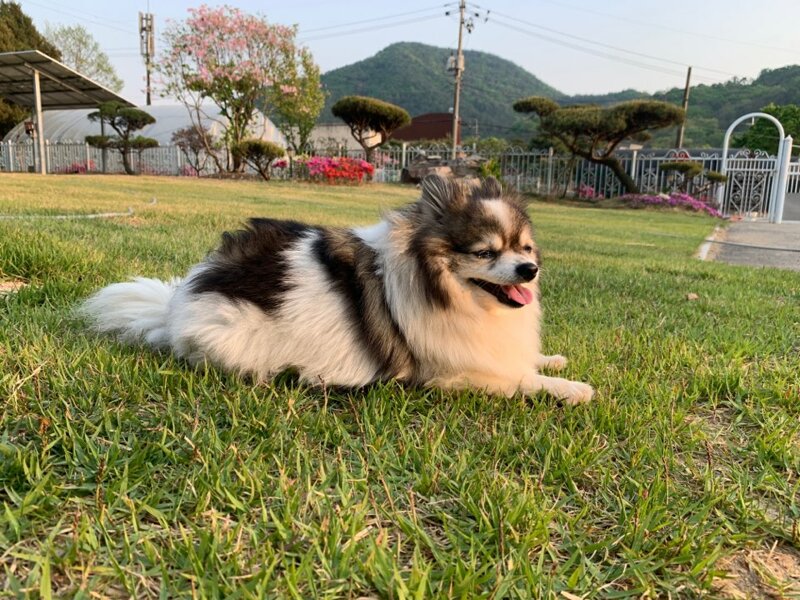 메이플스토리 인벤 우리집 강아지 메이플스토리 인벤 자유게시판