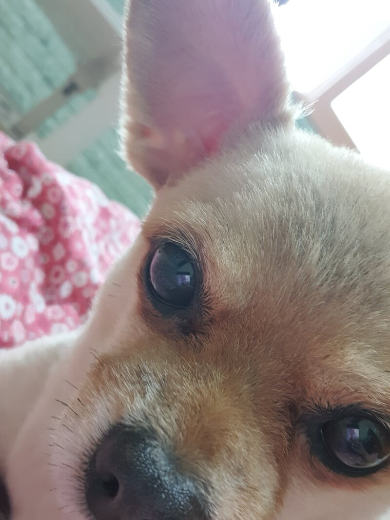 메이플스토리 인벤 강아지 자랑벤이야 메이플스토리 인벤 자유게시판