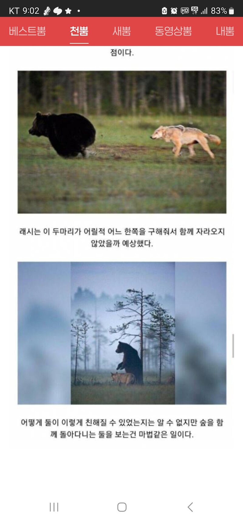 디아블로4 인벤 곰드루 짓밟기 늑대동료 실사화 디아블로4 인벤 드루이드 게시판