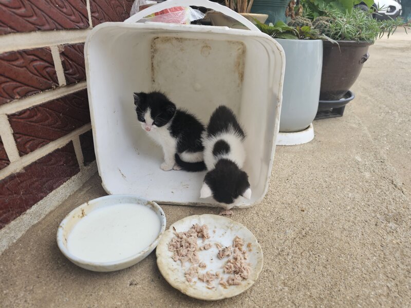 메이플스토리 인벤 아까 올린다는 고양이 사진 올림 메이플스토리 인벤 자유게시판