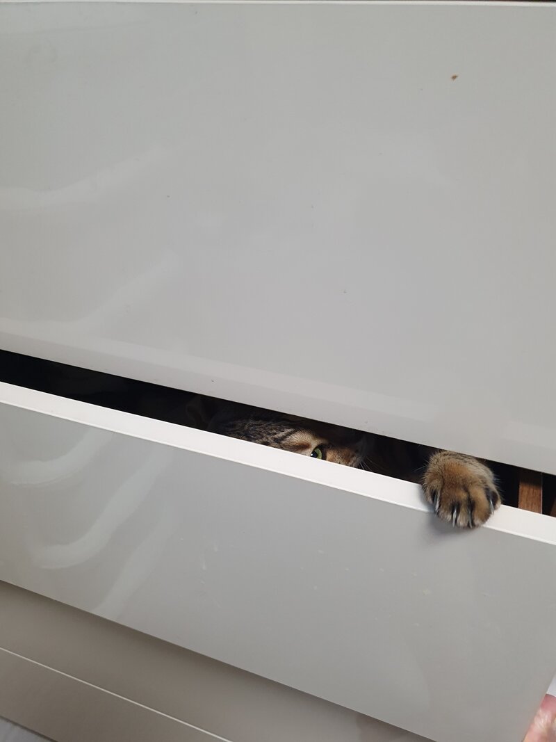 웹진 인벤 우리집고양이 안보일때 오픈이슈갤러리