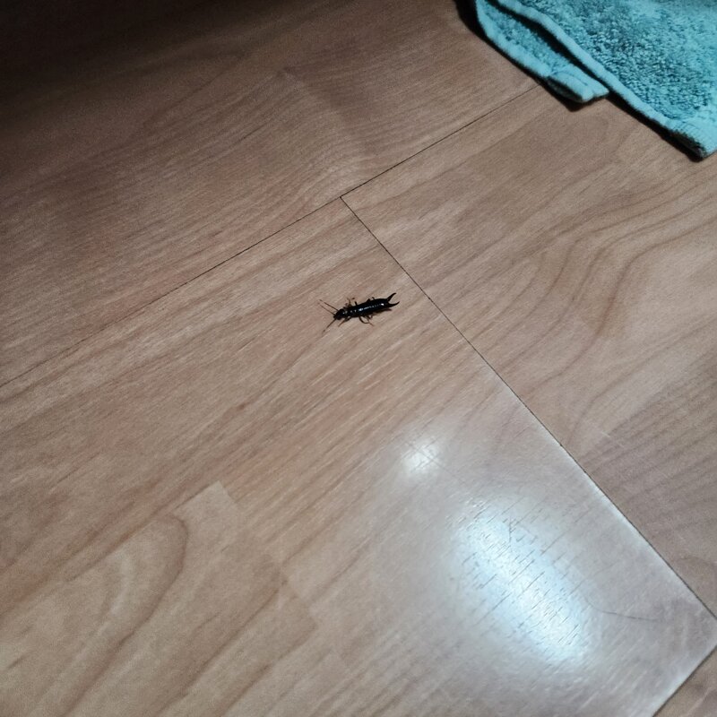 메이플스토리 인벤 혐 기숙사 망했다 메이플스토리 인벤 자유게시판