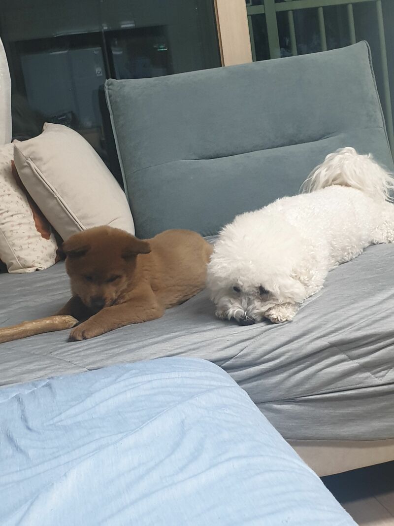 메이플스토리 인벤 울 댕댕이 구경하자 메이플스토리 인벤 자유게시판