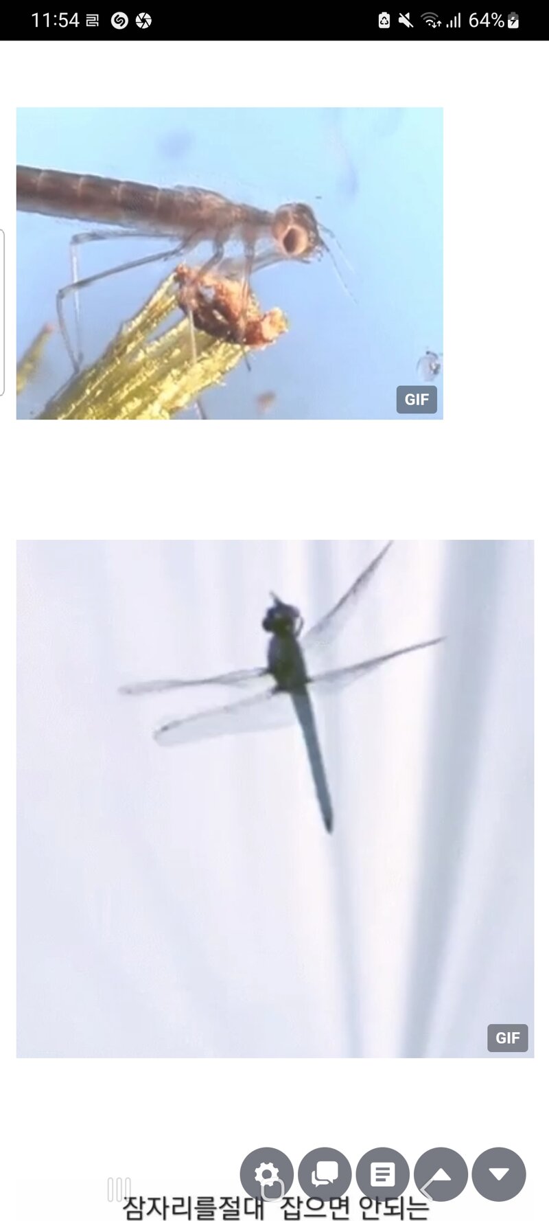 메이플스토리 인벤 약혐잠자리를 함부로 잡으면 안되는 이유 메이플스토리 인벤 자유게시판