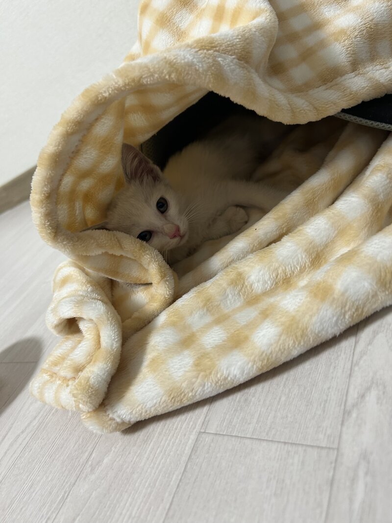 메이플스토리 인벤 길고양이 존나 더럽고 혐오스러움 메이플스토리 인벤 자유게시판