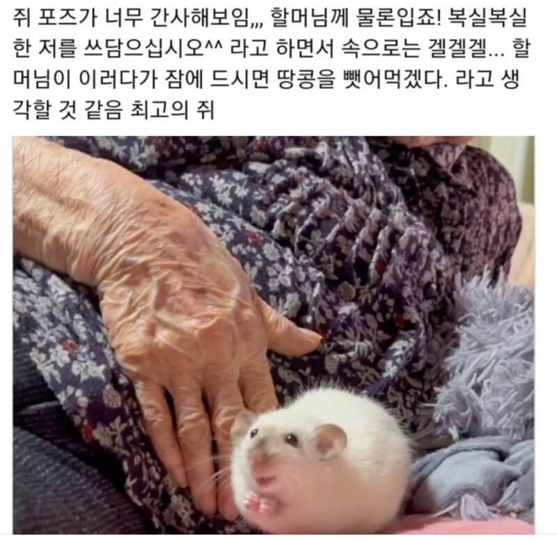 메이플스토리 인벤 메벤에서 젤루 귀여운 사람은 메이플스토리 인벤 자유게시판