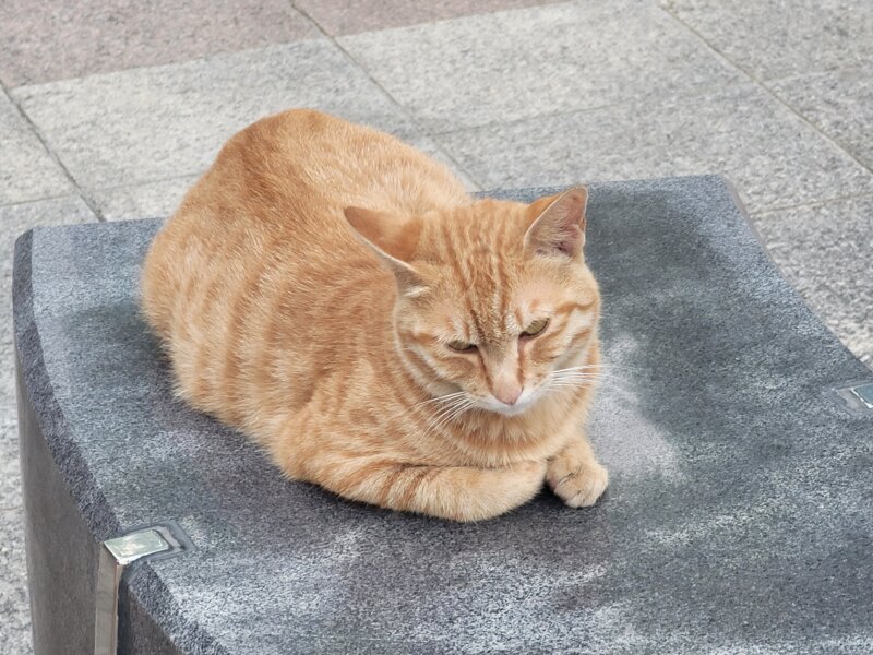 메이플스토리 인벤 핡 드디어 길냥이 만져봤다 메이플스토리 인벤 자유게시판