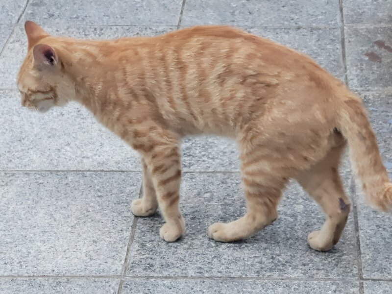 메이플스토리 인벤 핡 드디어 길냥이 만져봤다 메이플스토리 인벤 자유게시판