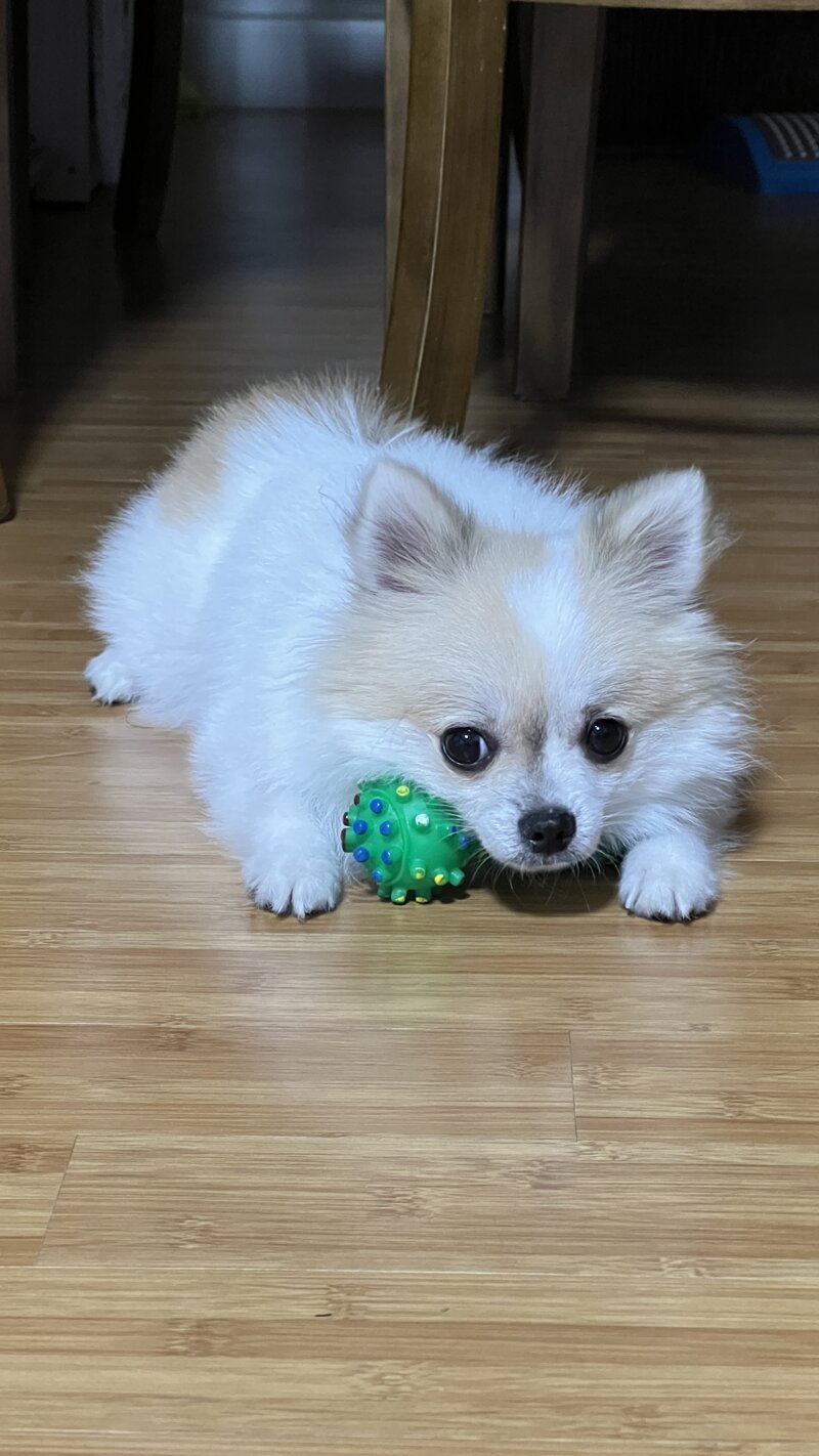 메이플스토리 인벤 메애기 메짱이 되고있음 댕댕이도 보고 가 메이플스토리 인벤 자유게시판