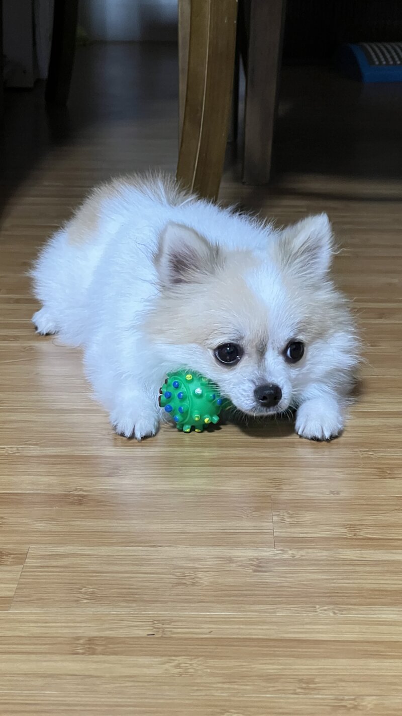 메이플스토리 인벤 메애기 메짱이 되고있음 댕댕이도 보고 가 메이플스토리 인벤 자유게시판