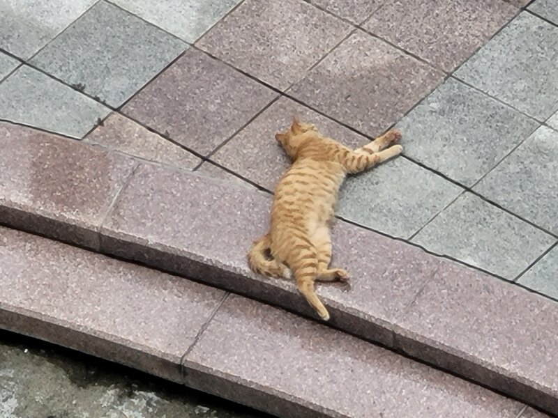 메이플스토리 인벤 오늘 자 길고양이 메이플스토리 인벤 자유게시판