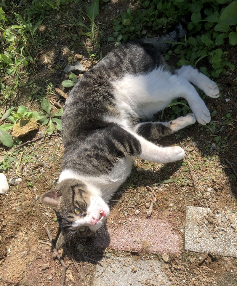 메이플스토리 인벤 길냥이 메이플스토리 인벤 자유게시판
