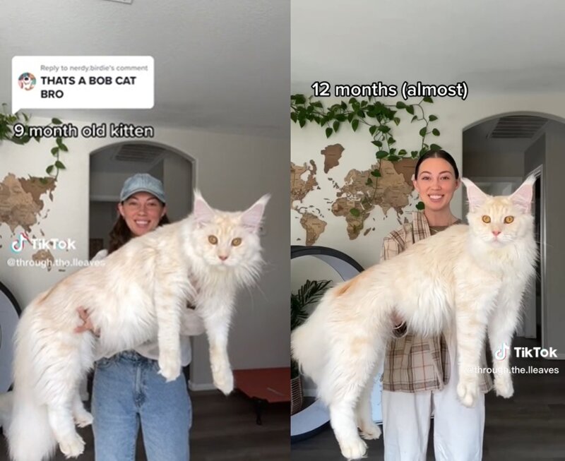 메이플스토리 인벤 19 고양이 메이플스토리 인벤 자유게시판