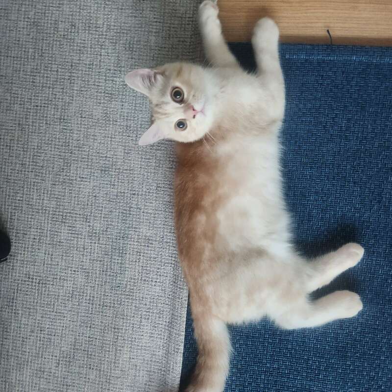 검은사막 커뮤니티 화제 우리 집 고양이 진심 너무 너무 귀여움 Vortex Gaming