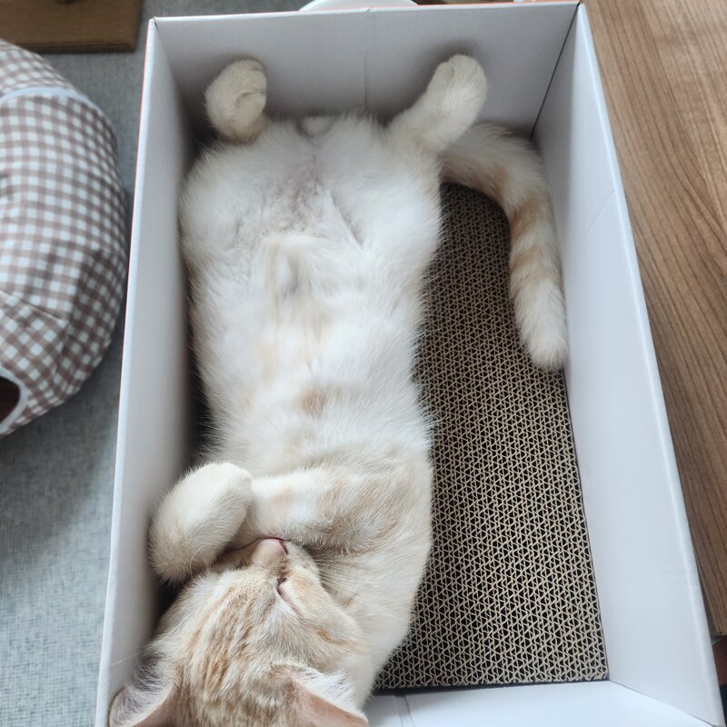 검은사막 커뮤니티 화제 우리 집 고양이 진심 너무 너무 귀여움 Vortex Gaming