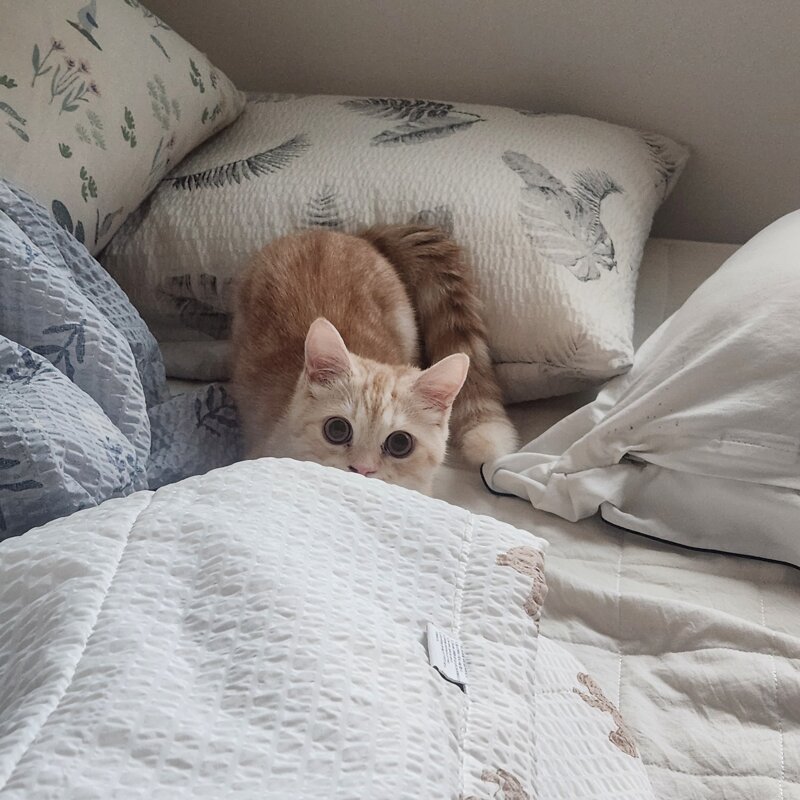 검은사막 커뮤니티 화제 우리 집 고양이 진심 너무 너무 귀여움 Vortex Gaming