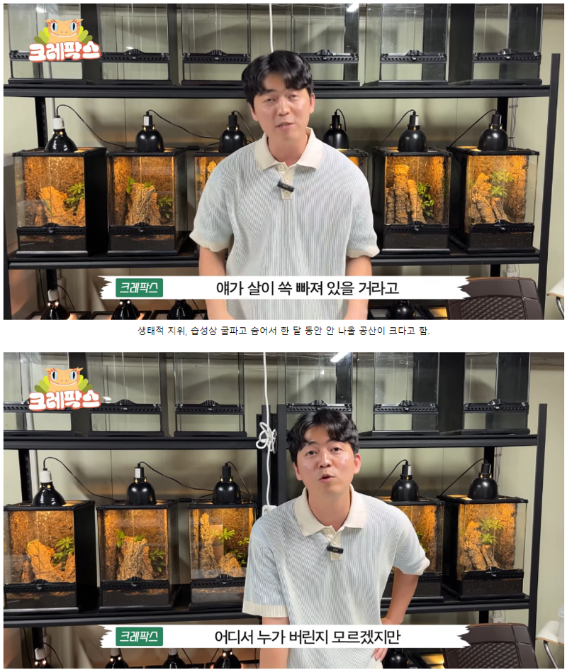 전문가의견 최근 발견된 뱀 도마뱀ㄷㄷ 오픈이슈갤러리 인벤