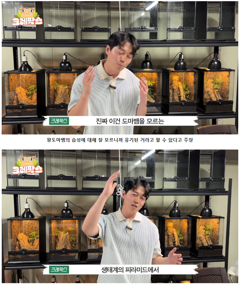 전문가의견 최근 발견된 뱀 도마뱀ㄷㄷ 오픈이슈갤러리 인벤