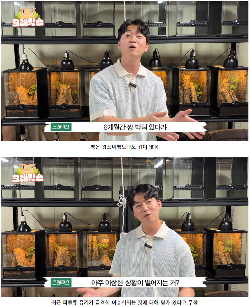 전문가의견 최근 발견된 뱀 도마뱀ㄷㄷ 오픈이슈갤러리 인벤