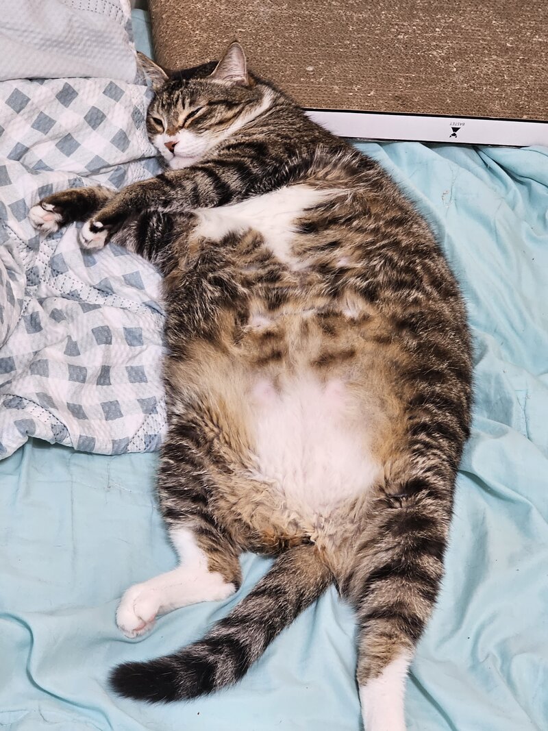 메이플스토리 인벤 우리집 고양이 자는거 도촬했다 메이플스토리 인벤 자유게시판