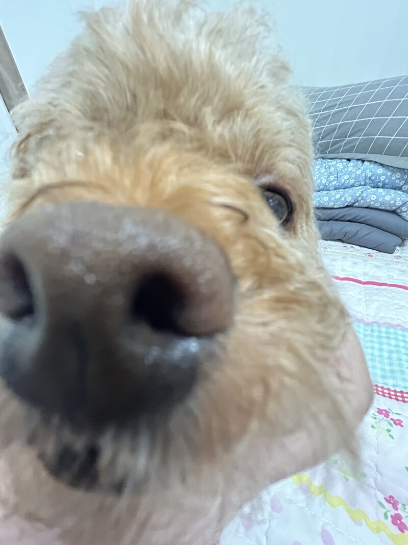 메이플스토리 인벤 우리집 강아지 보고가 메이플스토리 인벤 자유게시판