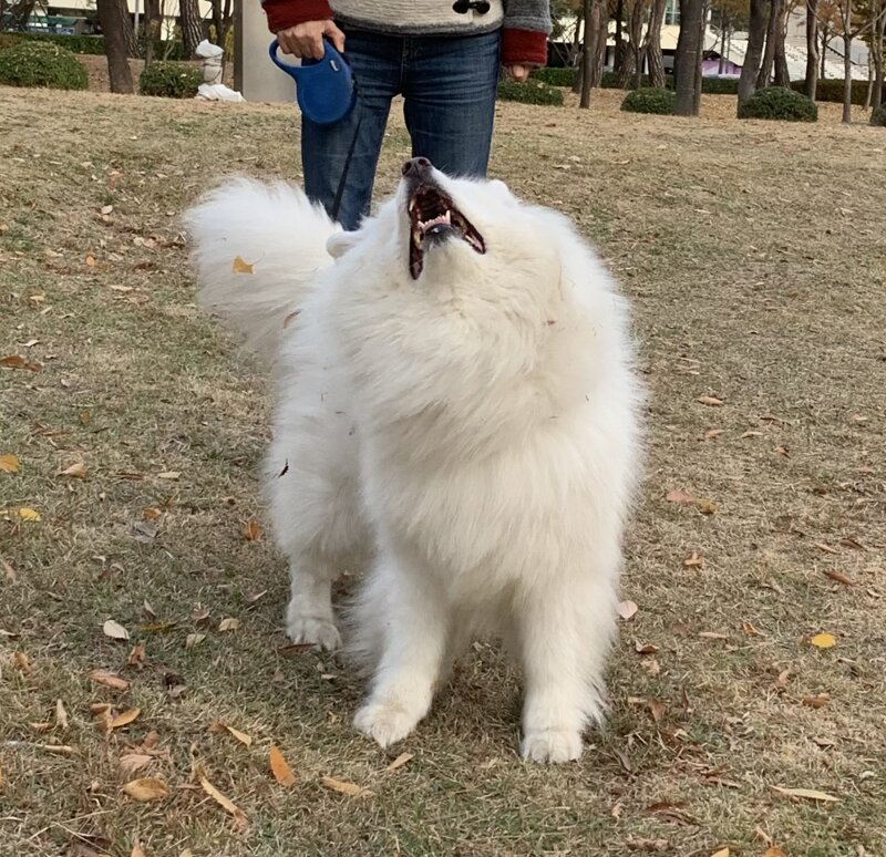 메이플스토리 인벤 사모예드 라이딩 메이플스토리 인벤 자유게시판