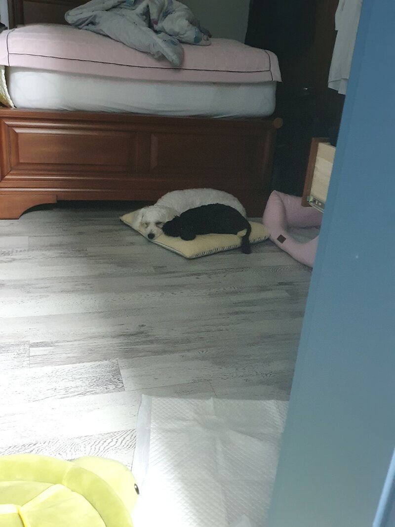 메이플스토리 인벤 새벽에 화장실 왔다가 심쿵사 메이플스토리 인벤 자유게시판