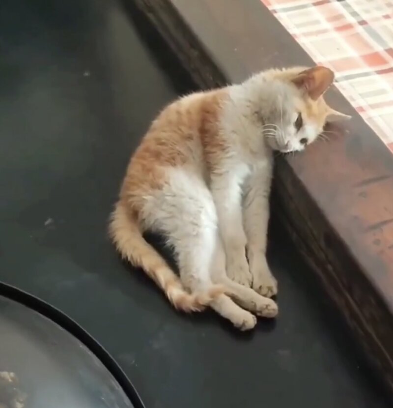 메이플스토리 인벤 솔에르다 조각 드랍 확률 실화냐 메이플스토리 인벤 자유게시판