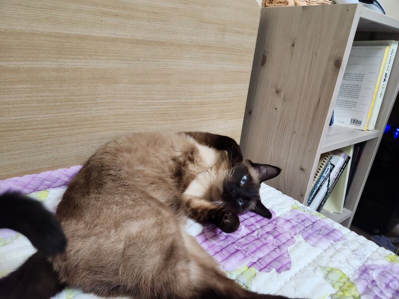 월드 오브 워크래프트 인벤 요즘은 와망 고사지내는 것이 유행임 와우 인벤 확장팩 게시판