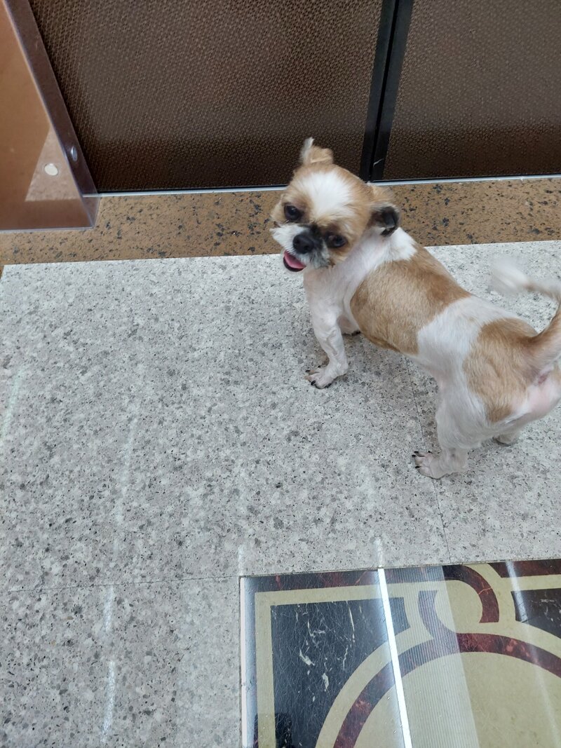 메이플스토리 인벤 울집 강아지 성장기 메이플스토리 인벤 자유게시판