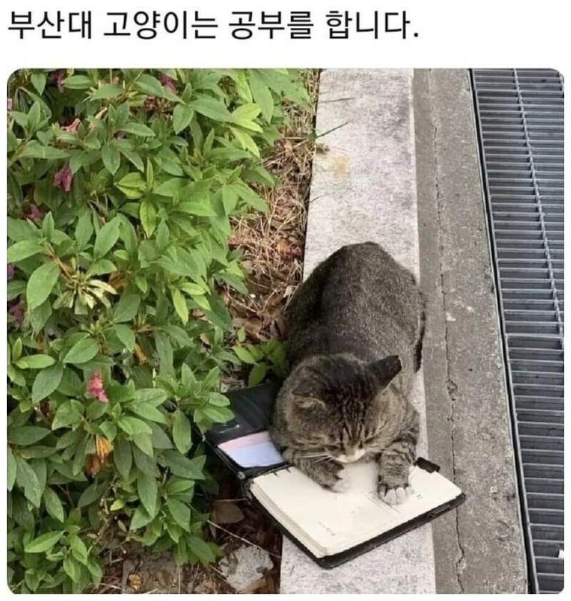 메이플스토리 인벤 각 대학교 고양이를 알아보자 메이플스토리 인벤 자유게시판