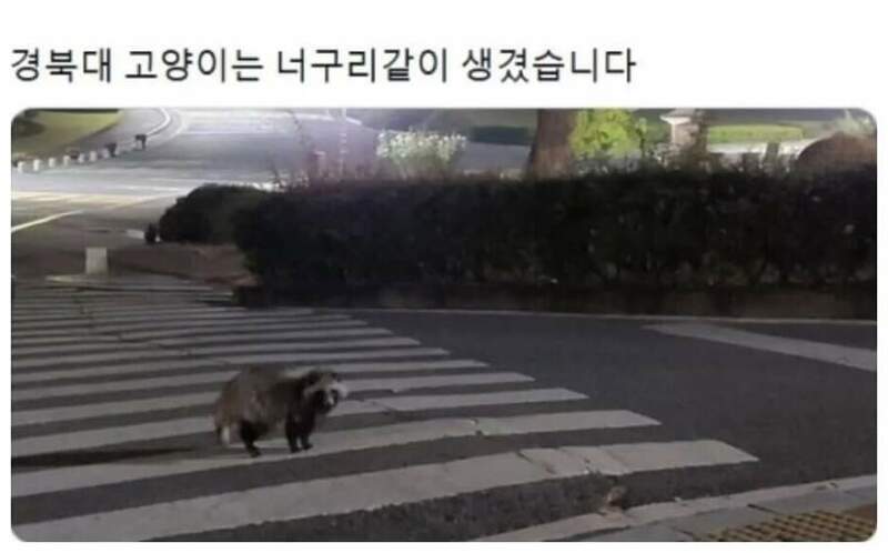 메이플스토리 인벤 각 대학교 고양이를 알아보자 메이플스토리 인벤 자유게시판