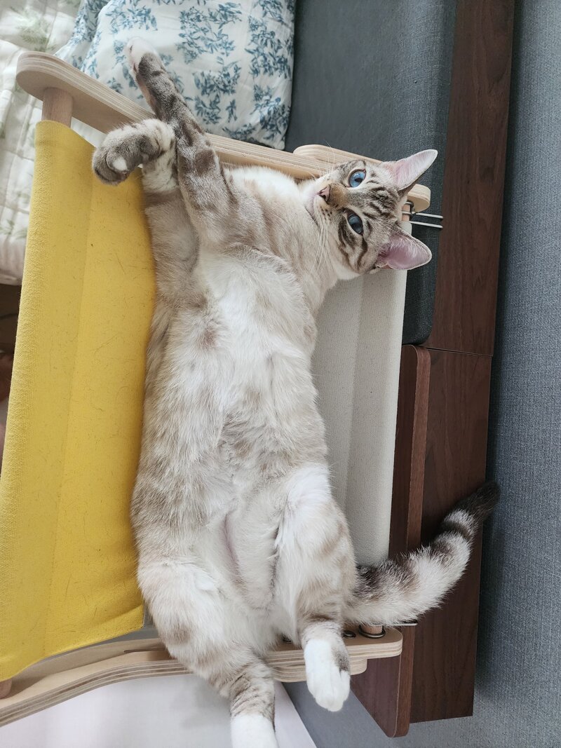 검은사막 인벤 세계 고양이의 날 1 기념 우리집냥이 몇장 검은사막 인벤 자유게시판