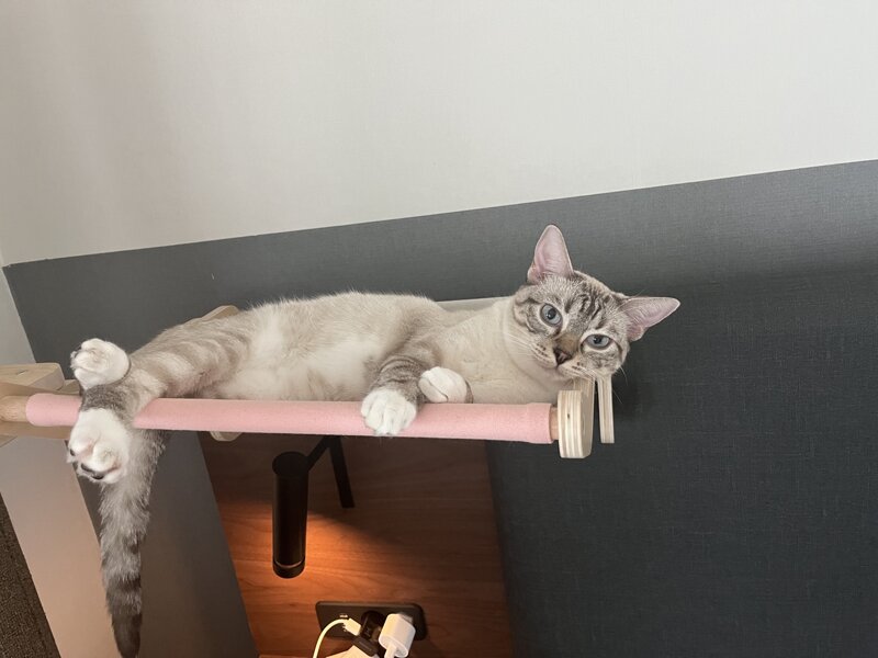검은사막 인벤 세계 고양이의 날 1 기념 우리집냥이 몇장 검은사막 인벤 자유게시판