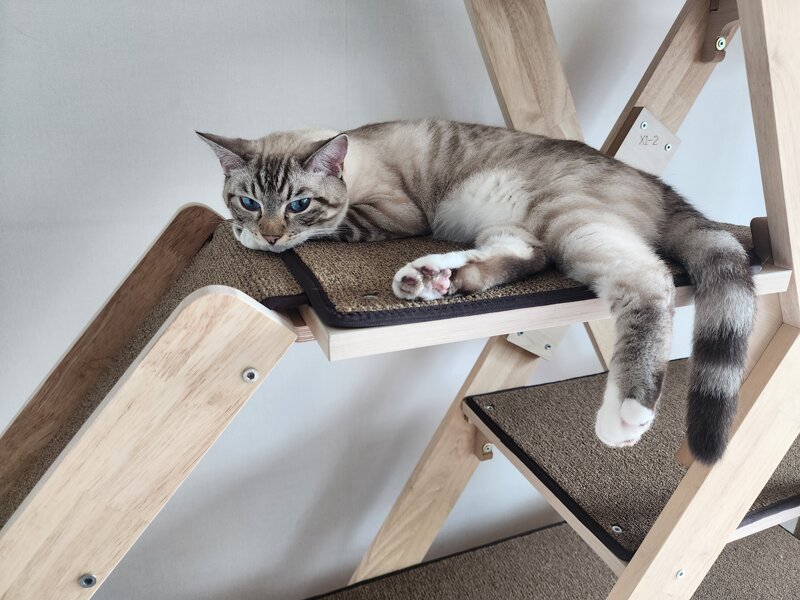 검은사막 인벤 세계 고양이의 날 1 기념 우리집냥이 몇장 검은사막 인벤 자유게시판