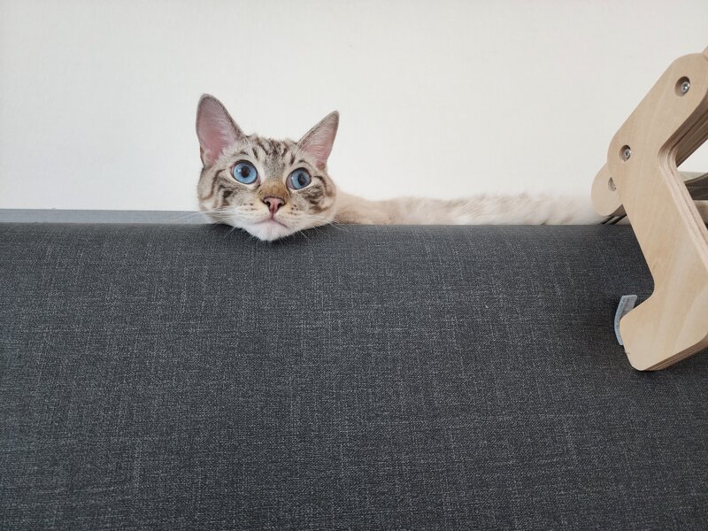 검은사막 인벤 세계 고양이의 날 1 기념 우리집냥이 몇장 검은사막 인벤 자유게시판