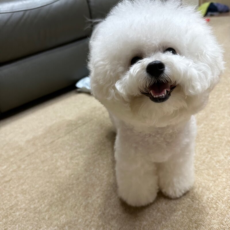 메이플스토리 인벤 또 비숍이야 하여튼이 비숑이문제야 메이플스토리 인벤 자유게시판